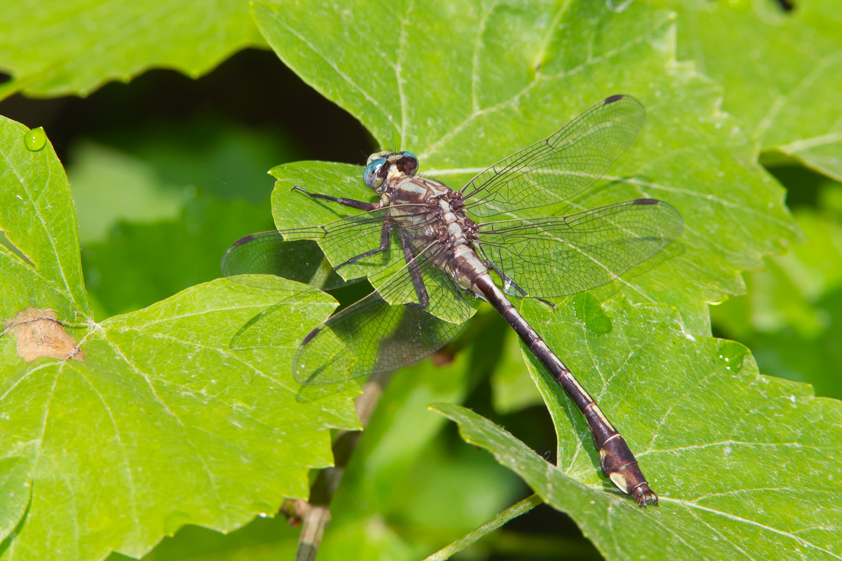 Septima's Clubtail (Gomphurus septima)