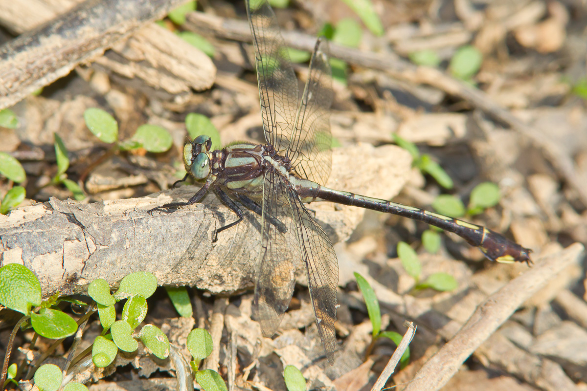 Septima's Clubtail (Gomphurus septima)