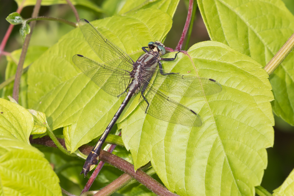 Septima's Clubtail (Gomphurus septima)