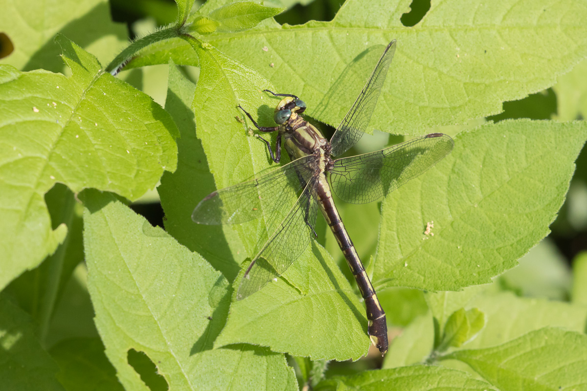 Septima's Clubtail (Gomphurus septima)