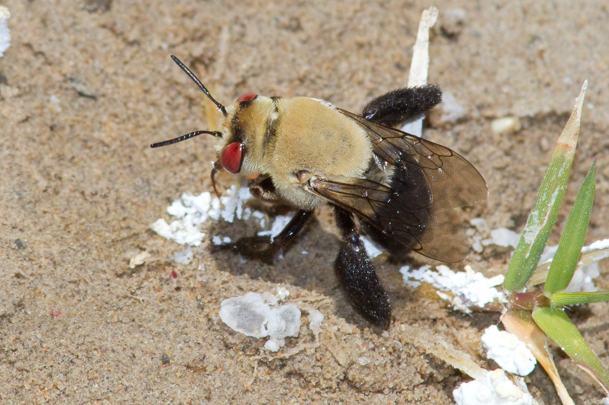 Red-eyed Bee (Centris rhodopus)
