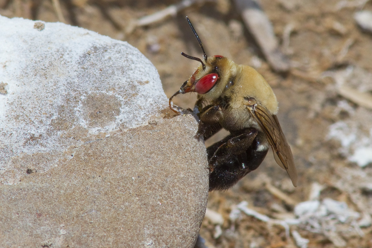 Red-eyed Bee (Centris rhodopus)