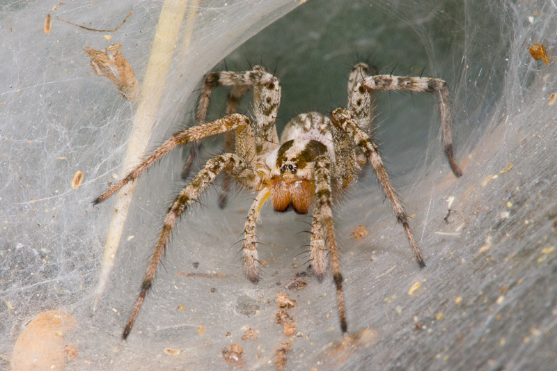 Funnel Weaver Spider (Agelenopsis species)