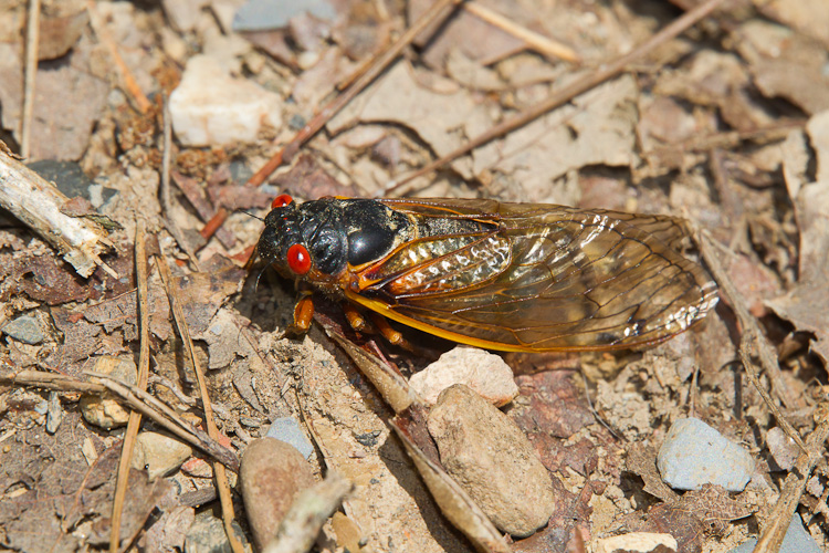 Periodical Cicada (Magicicada species)