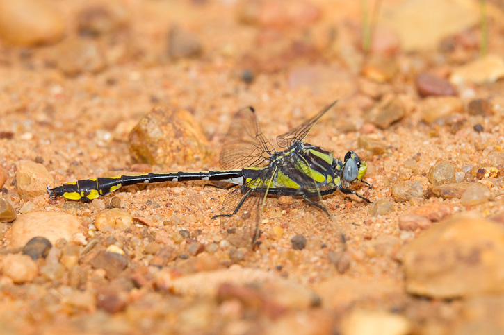 Plains Clubtail (Gomphus externus)