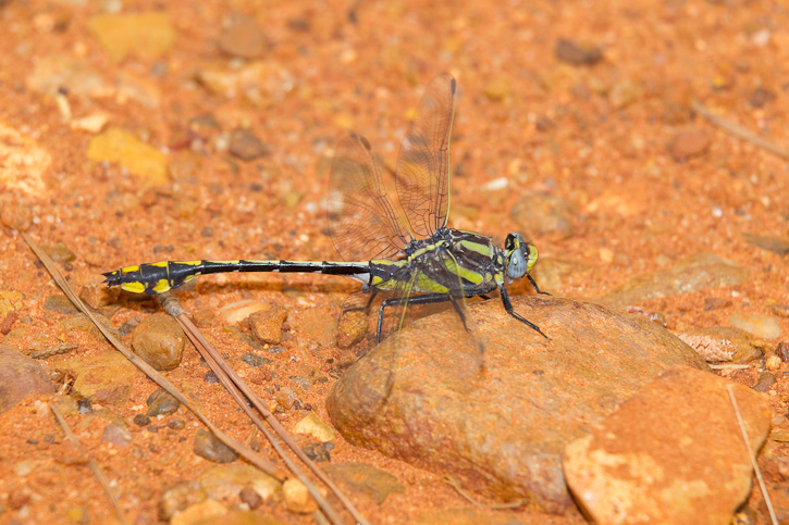 Plains Clubtail (Gomphus externus)