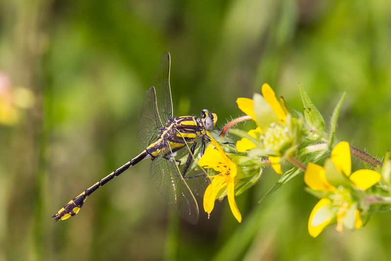 Plains Clubtail (Gomphus externus)
