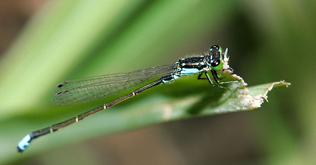 Plains Forktail (Ischnura damula)