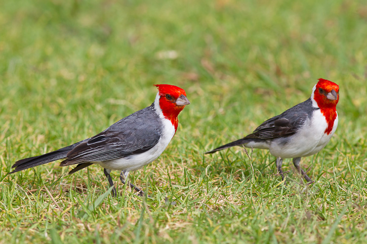 Red-crested Cardinal (Paroaria coronata)