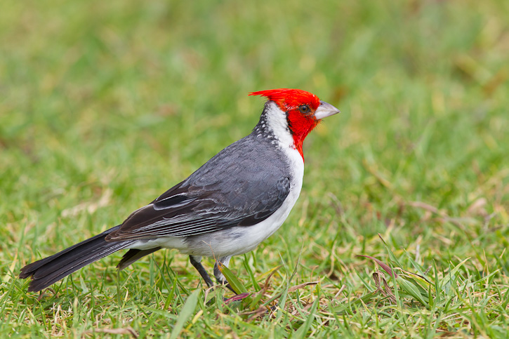 Red-crested Cardinal (Paroaria coronata)