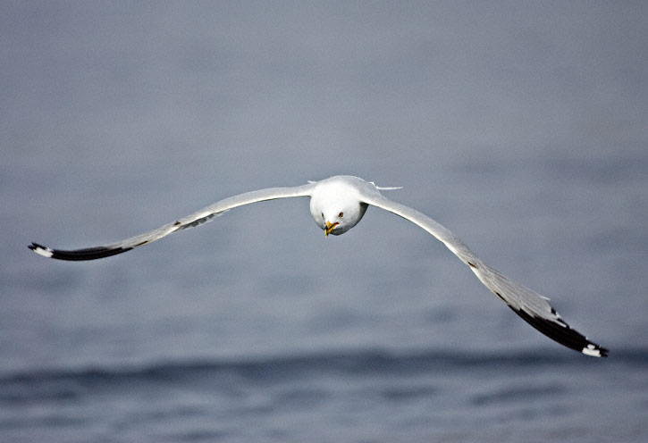 Ring-billed Gull (Larus delawarensis)
