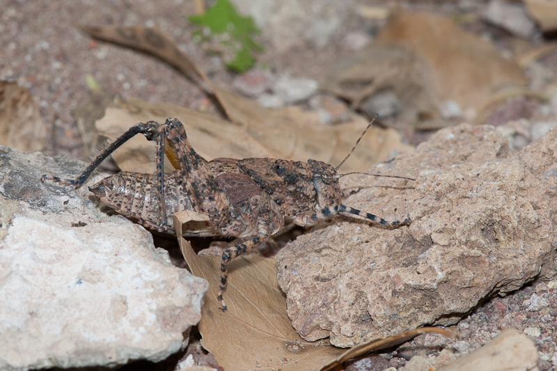 Robust Toad Lubber (Phrynotettix robustus)