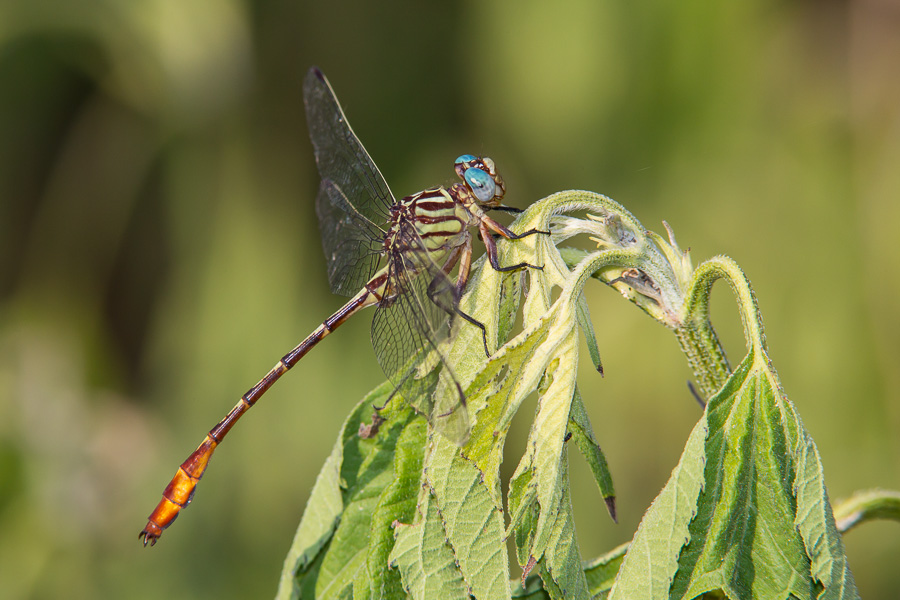 Russet-tipped Clubtail (Stylurus plagiatus)
