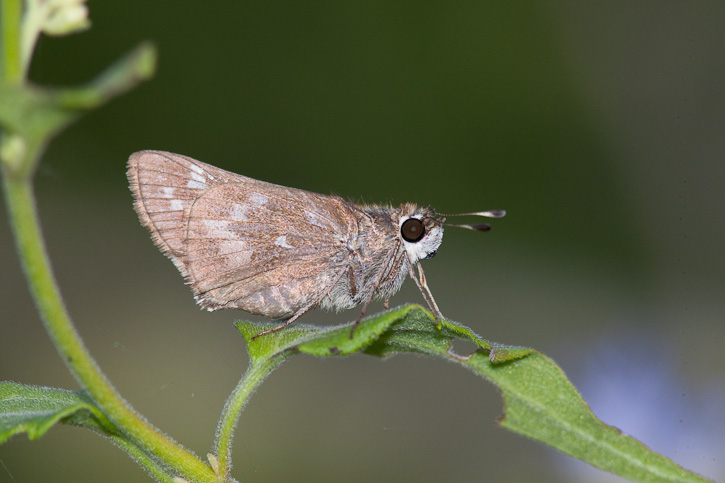 Sachem (Atalopedes campestris)