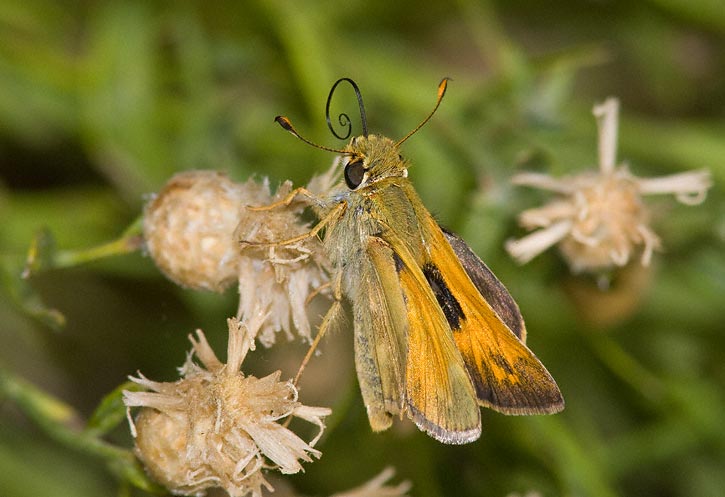 Sachem (Atalopedes campestris)