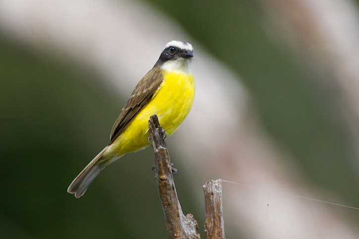 Social Flycatcher (Myiozetetes similis)
