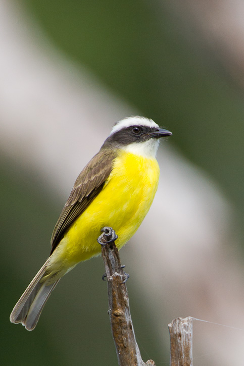 Social Flycatcher (Myiozetetes similis)