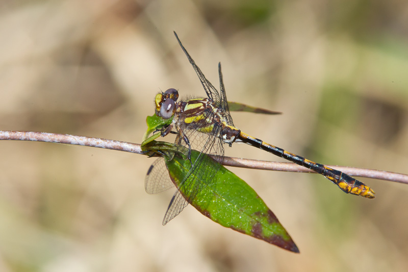 Southern Snaketail (Ophiogomphus australis)