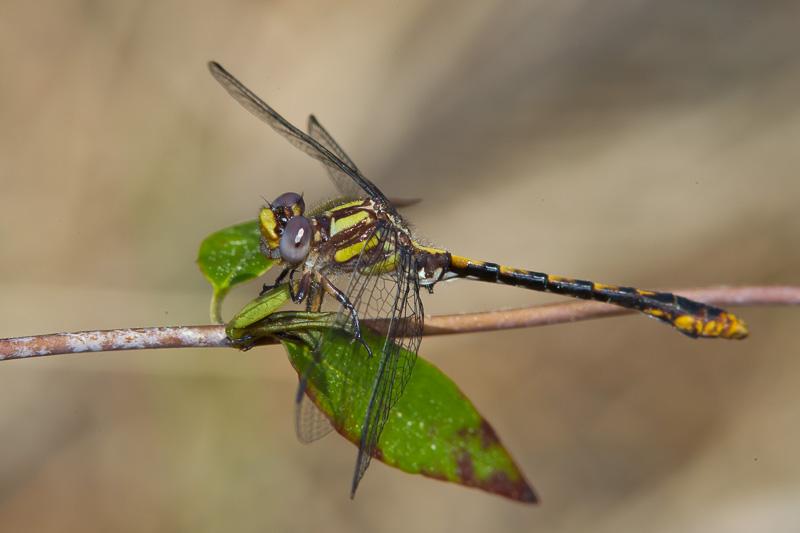Southern Snaketail (Ophiogomphus australis)