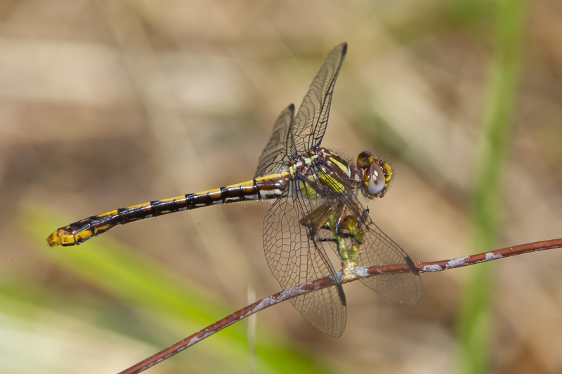 Southern Snaketail (Ophiogomphus australis)