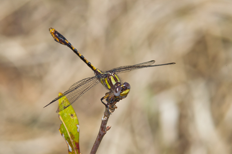 Southern Snaketail (Ophiogomphus australis)