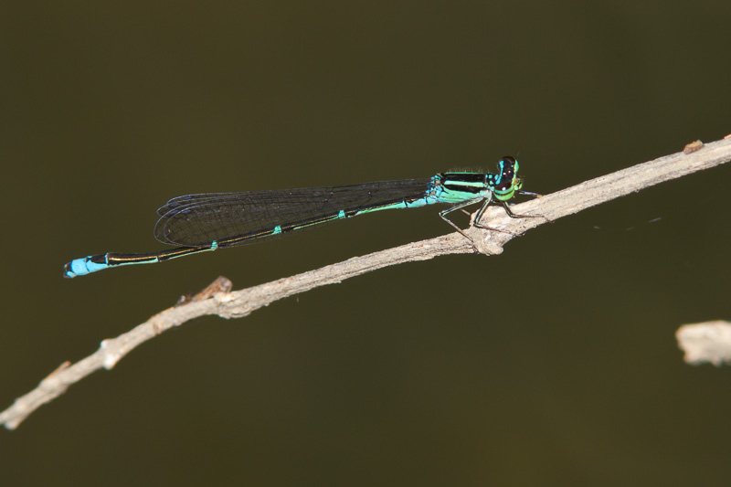 Stream Bluet (Enallagma exsulans)
