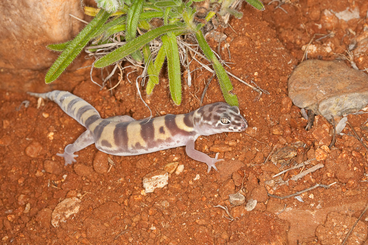 Western Banded Gecko (Coleonyx variegatus) AKA Tucson Banded Gecko ...