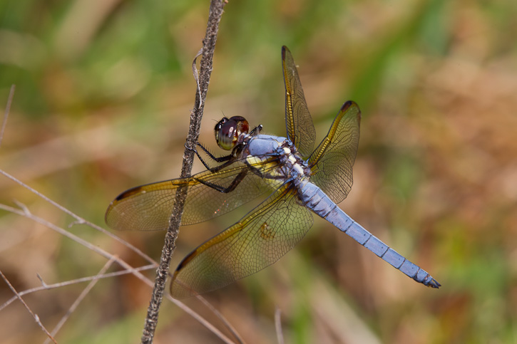 Yellow-sided Skimmer (Libellula flavida)